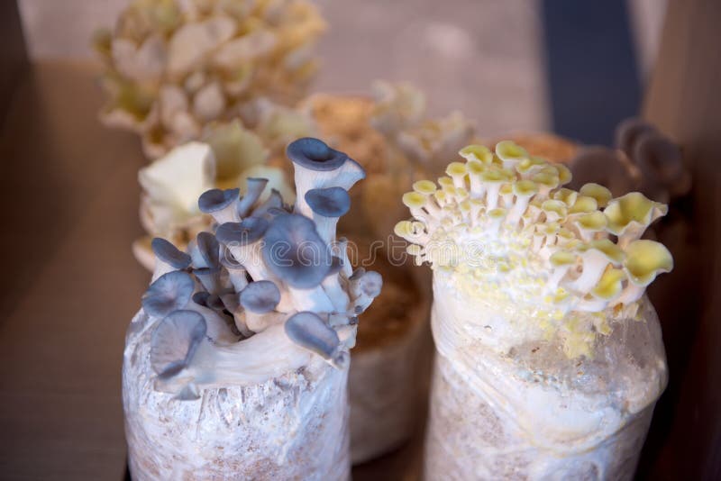 Fresh Mushroom types stock image. Image of vegetable - 81218533