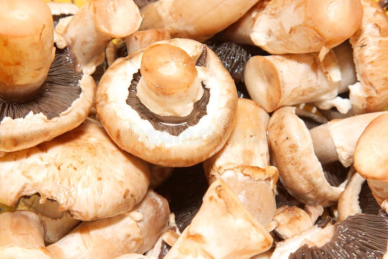 Fresh mushrooms stock photo. Image of healthy, brown - 10415682
