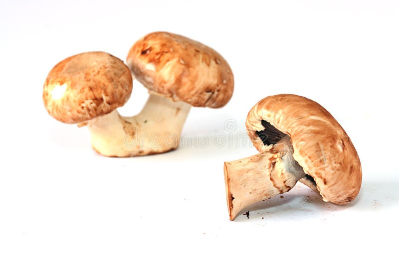 Fresh mushrooms stock photo. Image of healthy, brown - 10415682