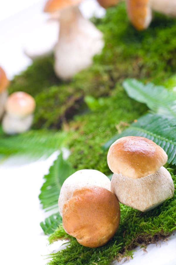 Fresh mushrooms stock image. Image of macro, vegetable - 11023597