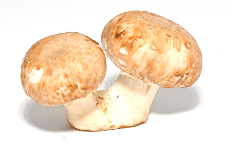 Fresh mushrooms stock photo. Image of brown, fresh, healthy - 11239642