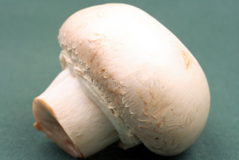 Fresh mushrooms stock photo. Image of restaurant, nutrients - 11783026