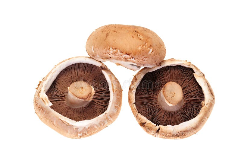 Fresh Mushrooms stock photo. Image of farm, arrangement - 21450892