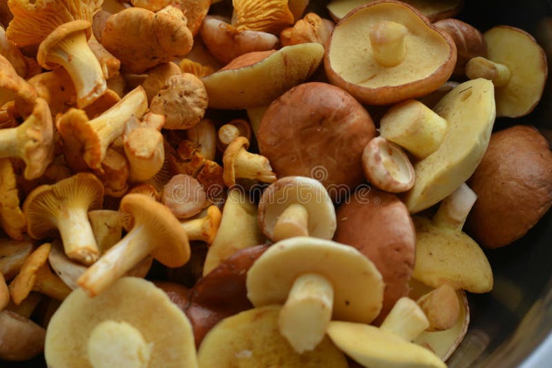 Fresh Mushrooms Texture Background Stock Photo - Image of cooking ...
