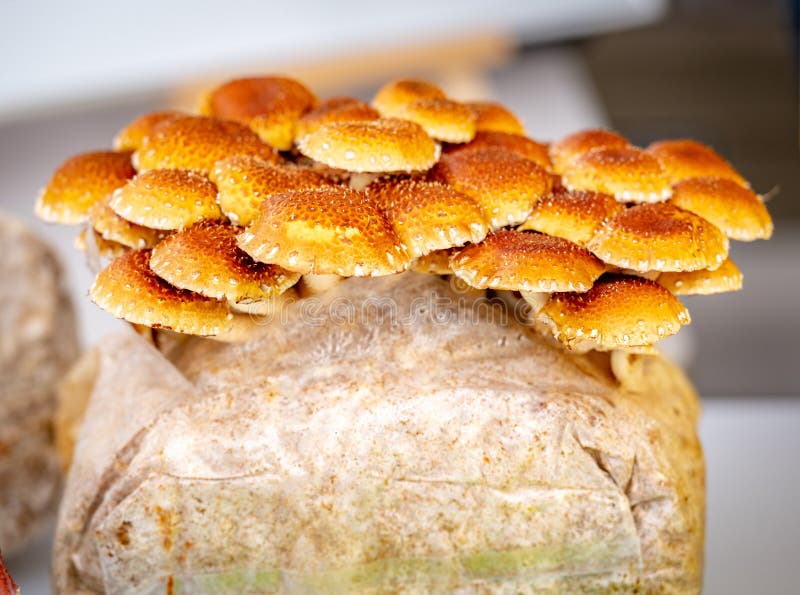 Fresh Mushrooms Growing Out of a Hardwood Block Stock Image - Image of ...