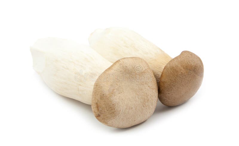 Fresh mushrooms isolated stock photo. Image of freshness - 79185736