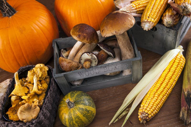 Fresh mushrooms, pumpkin stock image. Image of grass - 34089453