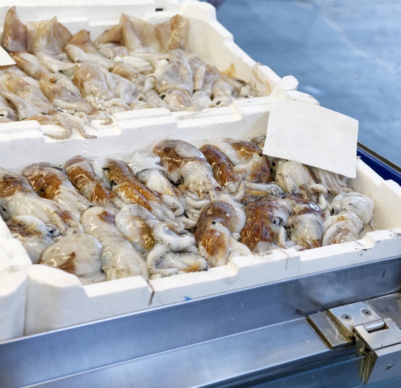 Fresh Musky Octopus stock image. Image of baby, octopus - 95665973