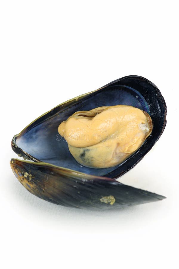 Mussel and lemon stock photo. Image of restaurant, lunch - 2479068