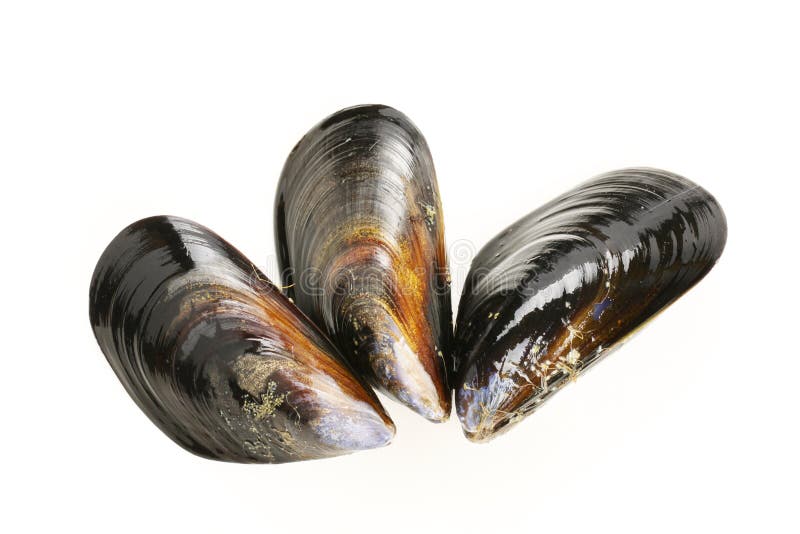 Greenshell mussels stock photo. Image of zealand, fishing - 13587134