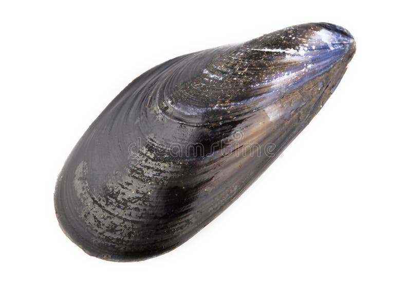 Paua Shells stock photo. Image of colourful, ocean, green - 280232