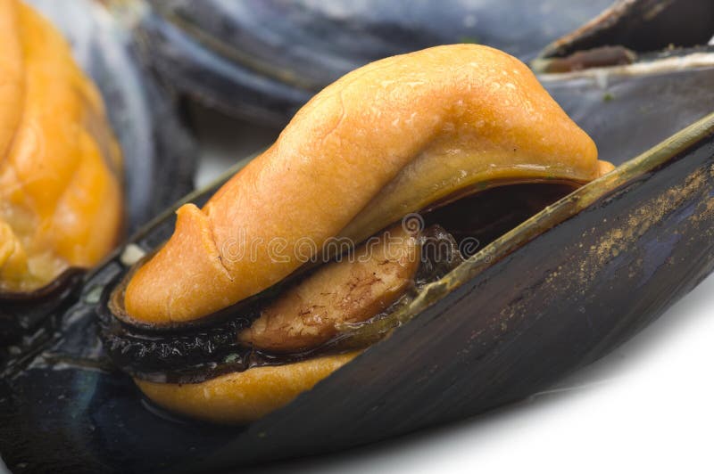 Fresh mussel cooked stock photo. Image of live, macro - 73923562