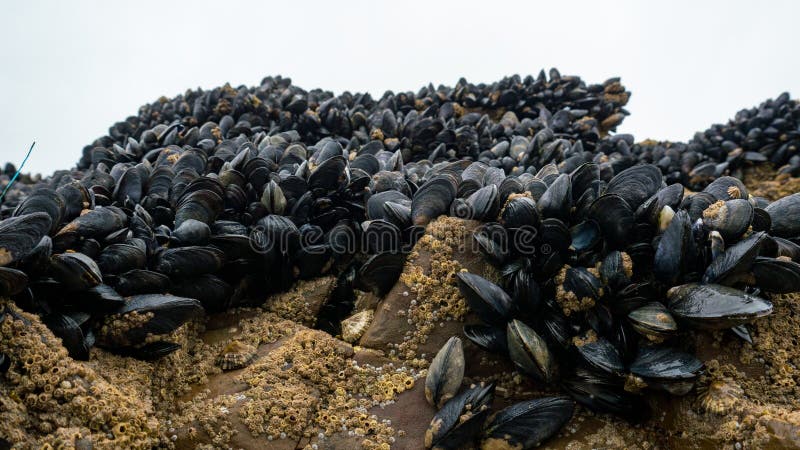 Fresh Mussel Growing on Rocks Stock Photo - Image of fresh, black: 73484928
