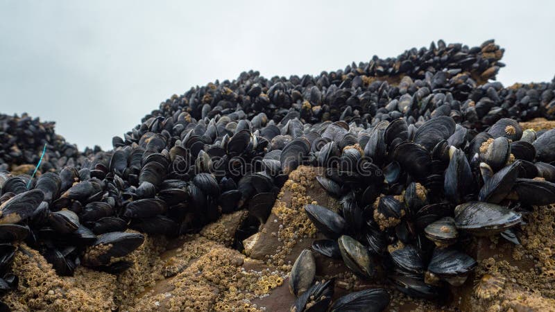 Fresh Mussel Growing on Rocks Stock Photo - Image of blue, group: 73485156