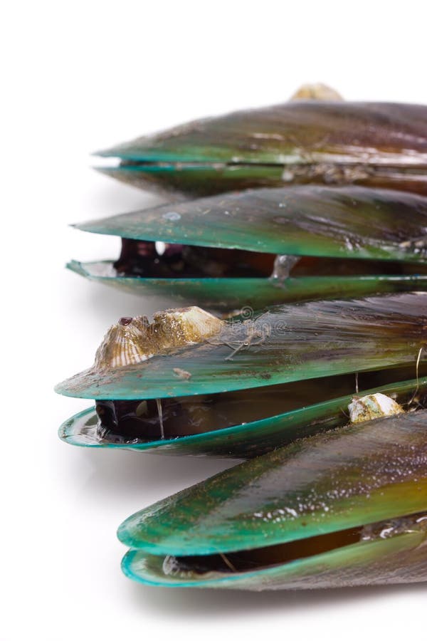 Fresh Mussel. stock photo. Image of delicious, fresh - 35665198