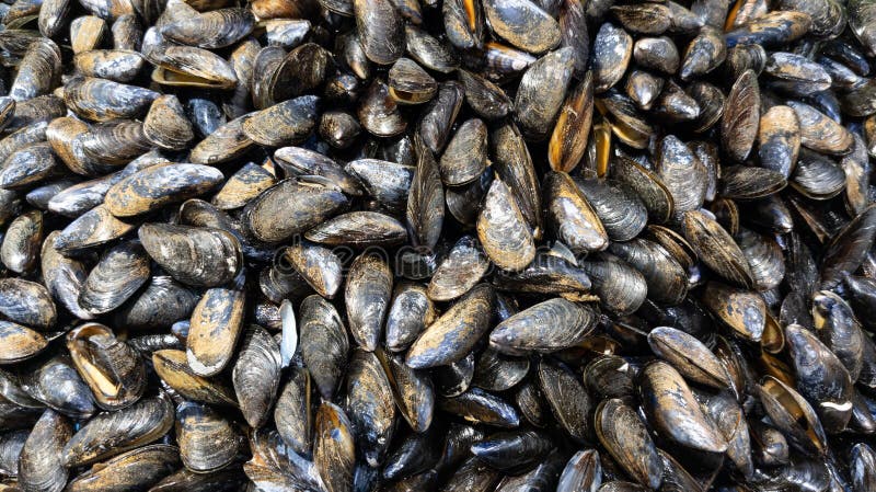 Fresh Mussel in Fresh in Top View Background Stock Photo - Image of ...