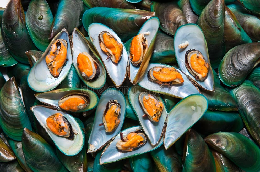 Fresh mussels stock image. Image of fishmonger, cook - 21065585
