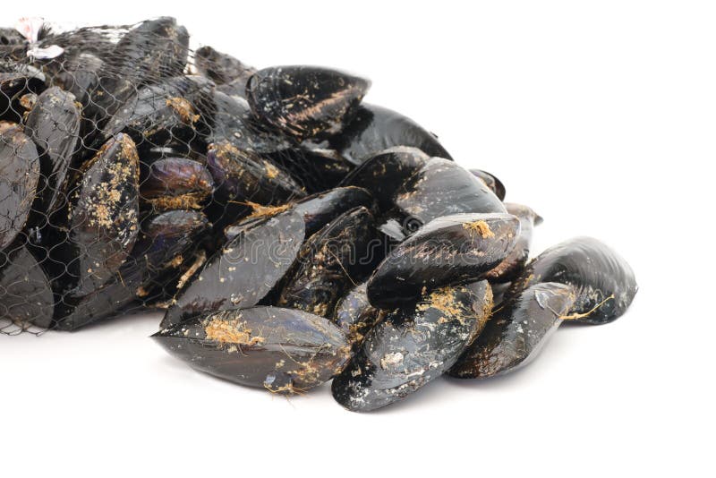 Mussels stock image. Image of seafood, starter, fresh, shells - 3417