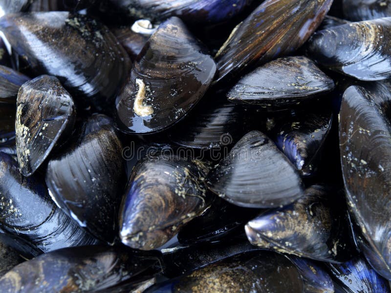 Fresh mussels stock photo. Image of eating, fresh, mussels - 27455542
