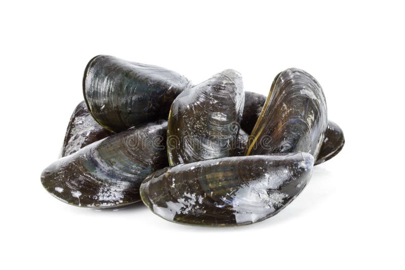 Mussels stock photo. Image of cook, good, lemon, tasty - 16165944