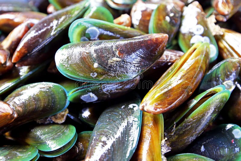 Fresh mussels stock photo. Image of food, vegetable, omega - 19470774
