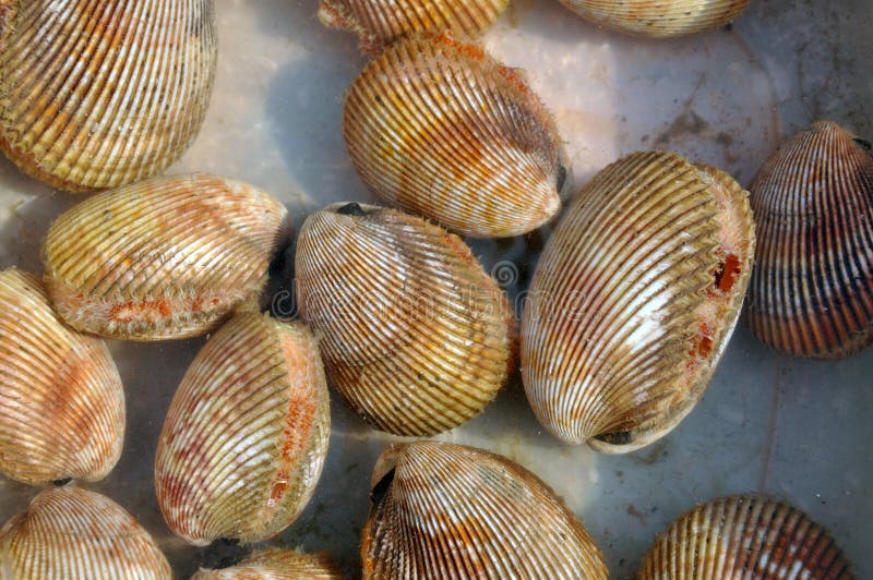 Sea Shells at a Sea Food Market Stock Photo - Image of healthy ...