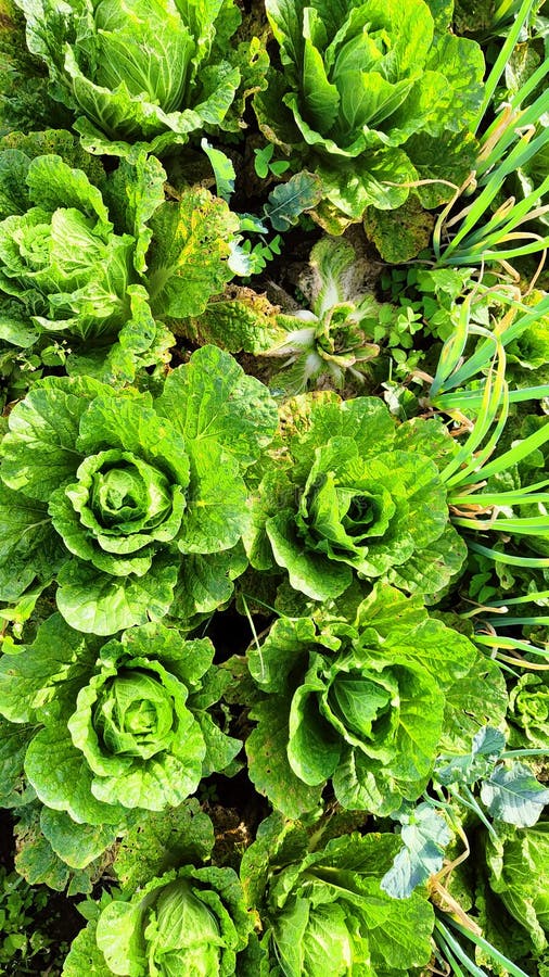 Fresh Mustard Plants in the Field, in West Java, Indonesia Stock Image ...