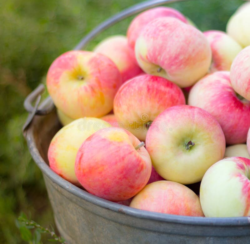 Fresh Natural Apples in a Big Bucket Stock Photo - Image of crop, farm ...