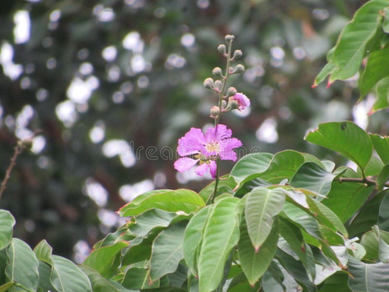 Fresh Natural Beautiful Pink Flower on the Tree Top Stock Photo - Image ...