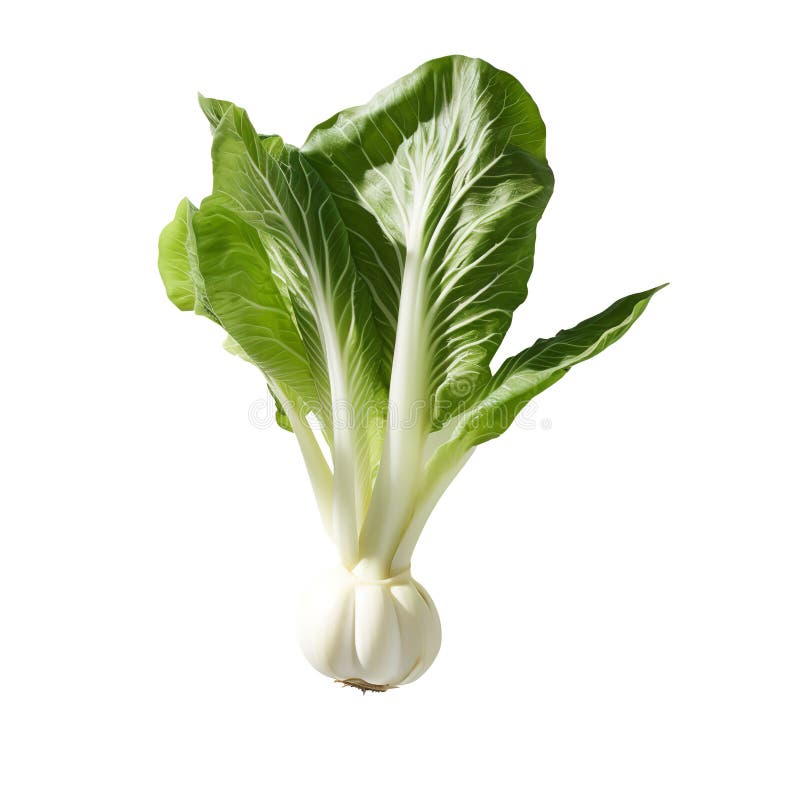 Fresh and Natural Chinese Lettuce Isolated on White Background Stock ...