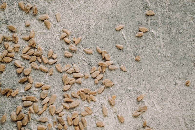 Fresh Natural Cleaned Sunflower Seeds on Gray Concrete Background Stock ...