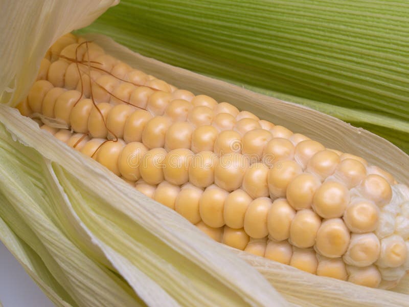 Fresh natural corn stock image. Image of nutritious, grain - 25659113