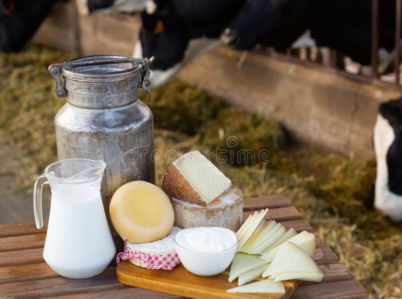 Fresh Natural Farm Dairy Products on Table in Cowshed Stock Photo ...