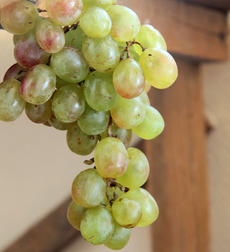 Fruit grape stock image. Image of branch, health, food - 249618271