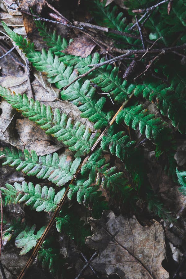 Fresh Natural Leaves Pattern. Dark and Moody Feel.Negative Space ...