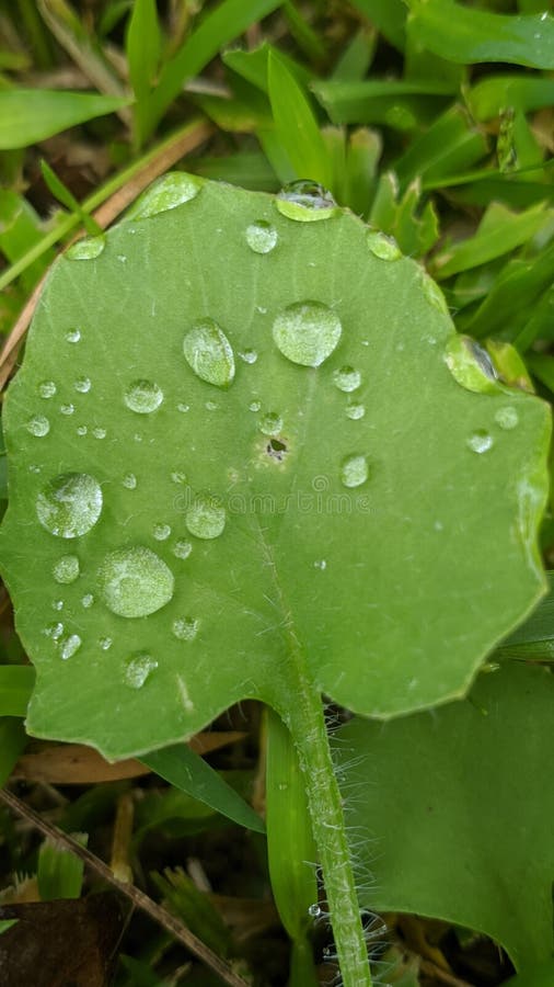 Fresh Natural Leaves with Water Spots Stock Photo - Image of natural ...