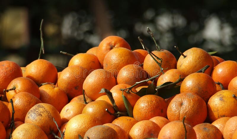 Fresh Natural Oranges for Sale Stock Photo - Image of pile, leaves ...