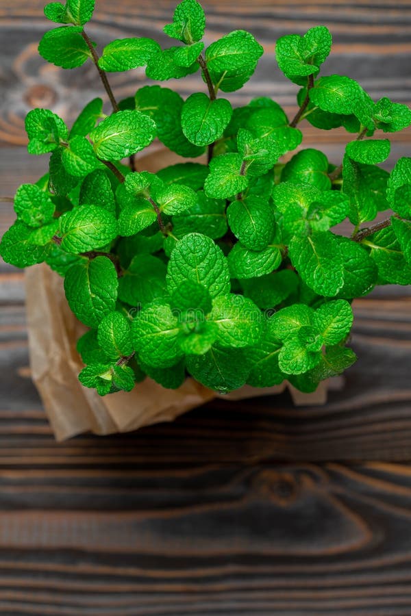 Fresh Natural Organic Mint Plant in the Pot Stock Photo - Image of ...
