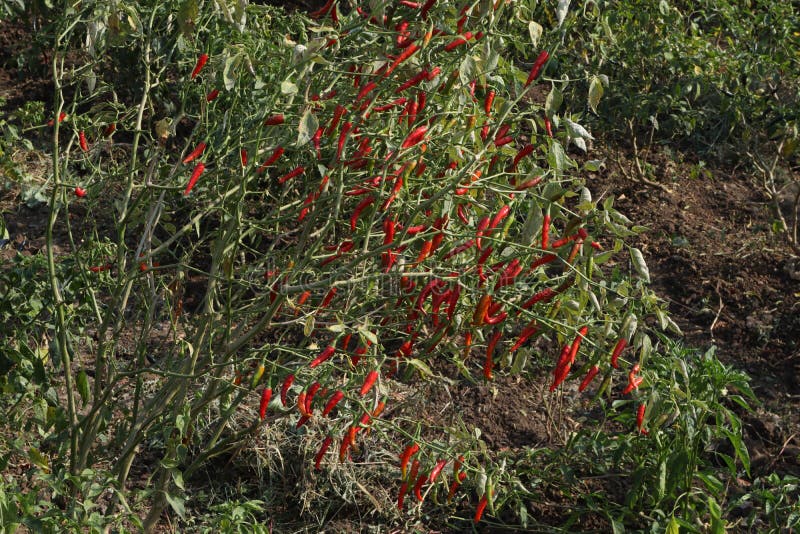 Fresh and Natural Red Chilli Stock Photo - Image of flower, deciduous ...
