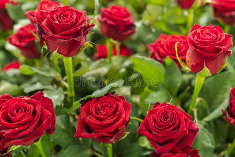 Fresh, Natural Red Roses with Green Leaves. Background Stock Image ...