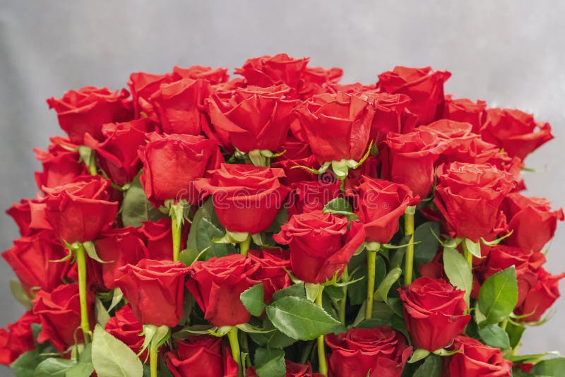 Fresh, Natural Red Roses with Green Leaves. Background Stock Image ...