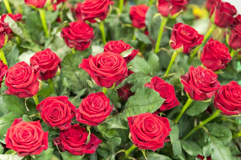 Fresh, Natural Red Roses with Green Leaves. Background Stock Image ...