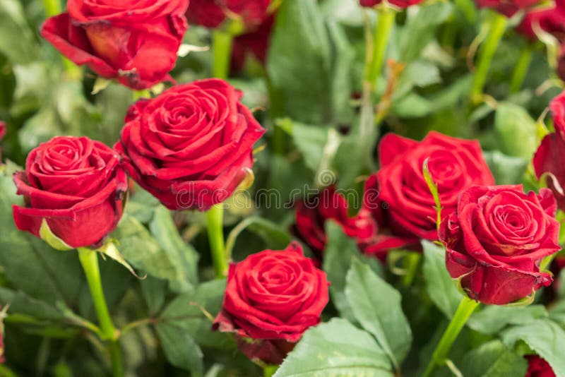 Fresh, Natural Red Roses with Green Leaves. Background Stock Image ...