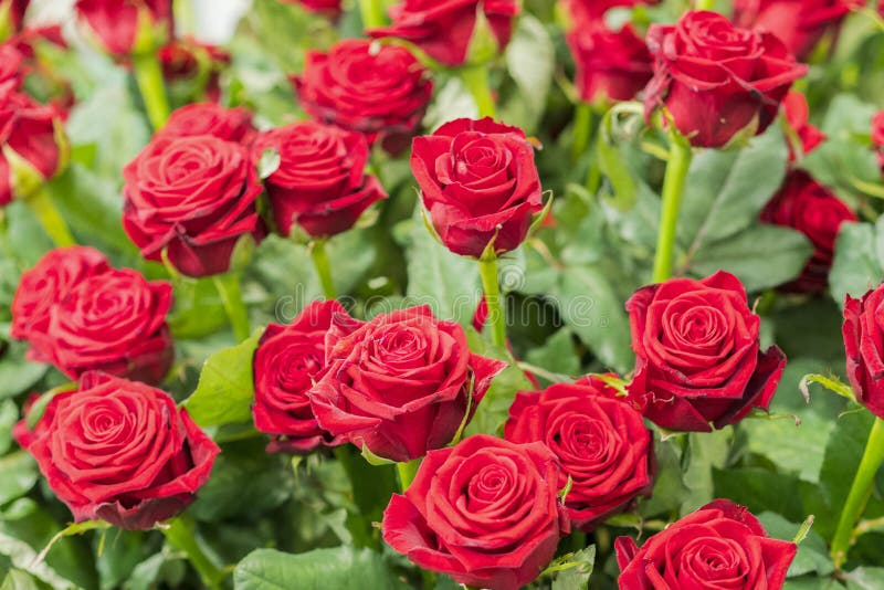 Fresh, Natural Red Roses with Green Leaves. Background Stock Photo ...