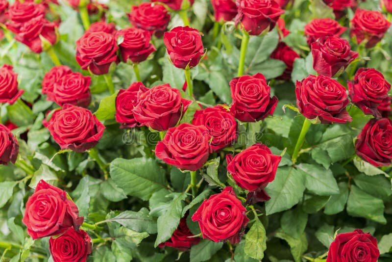 Fresh, Natural Red Roses with Green Leaves. Background Stock Photo ...