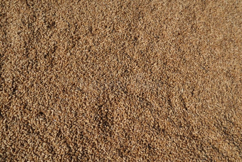 Fresh and Natural Wheat Grain Stock Photo - Image of eating, seedling ...