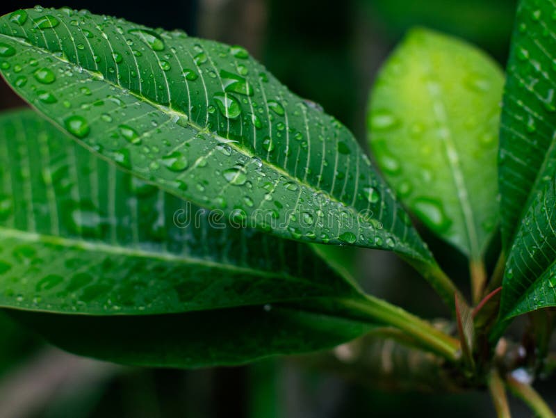 Fresh Nature Close Up Green Leaf with Water Dew Drop after Rain. Stock ...