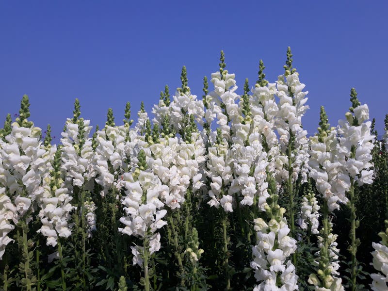 White Snapdragon Stalk Closeup Stock Photo - Image of blossom, flower ...
