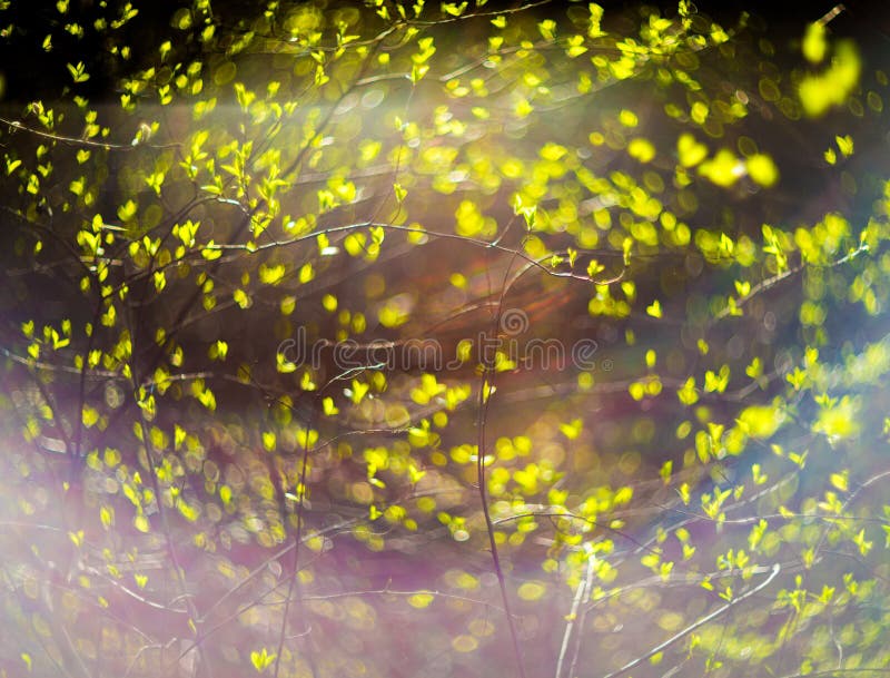 Fresh nature green stock photo. Image of intense, leaves - 52848408