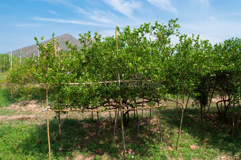 Fresh and Nature Lemon Tree Against Mountain and Blue Sky Stock Image ...